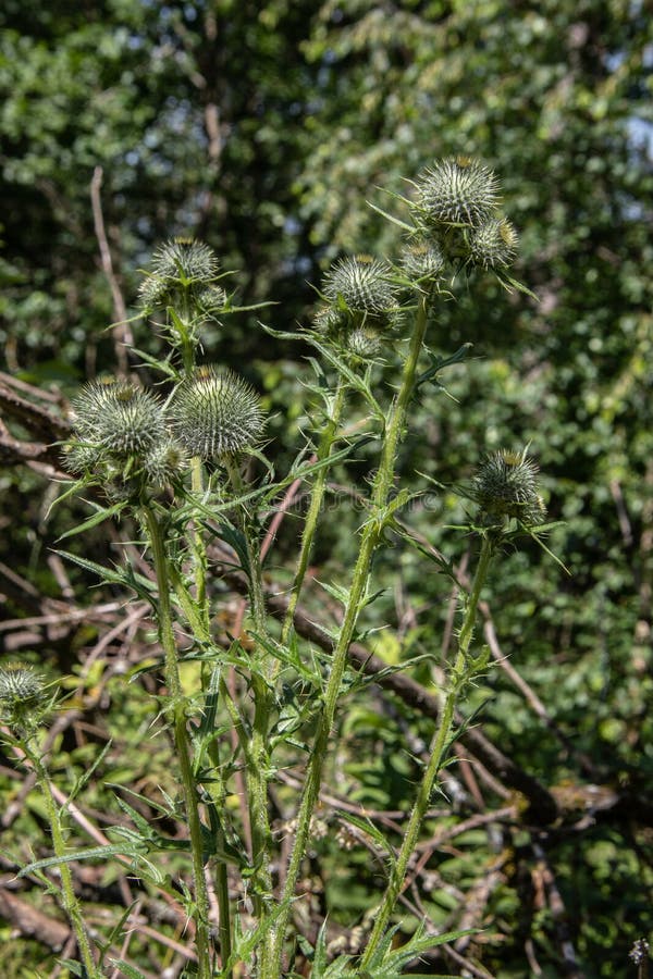 Spiky Weeds stock photo. Image of spiky, small, weed - 12421976