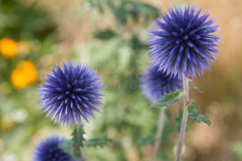 The Globe Thistles Echinops Stock Photo - Image of purple, ecology ...