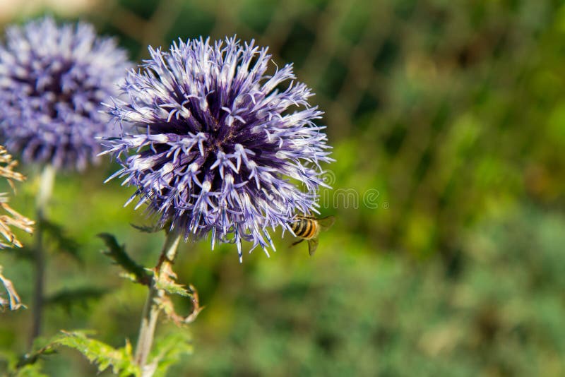 The Globe Thistles Echinops Stock Photo - Image of cyani, blooming ...
