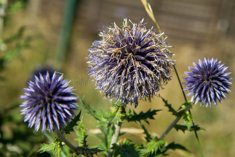The Globe Thistles Echinops Stock Image - Image of garden, field: 254034541