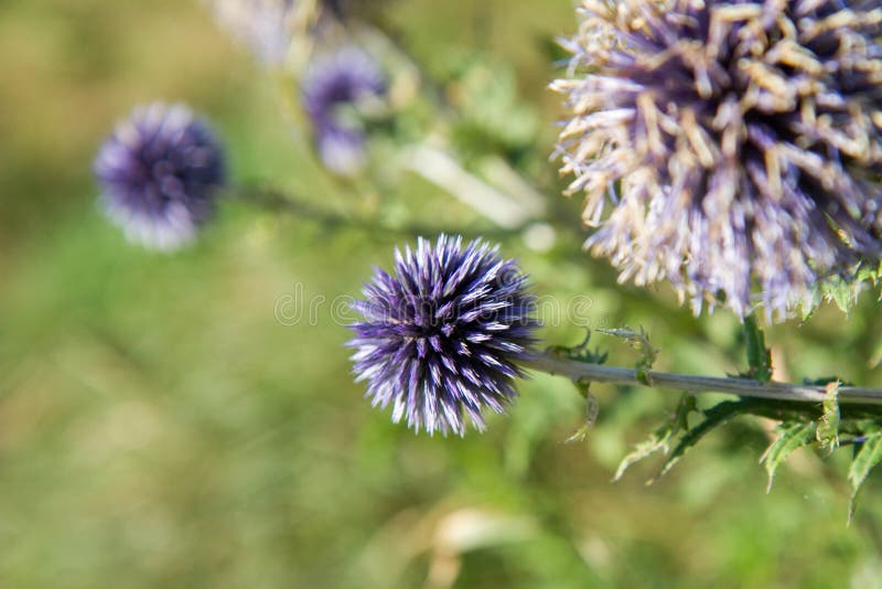 The Globe Thistles Echinops Stock Photo - Image of meadow, mauve: 254034546