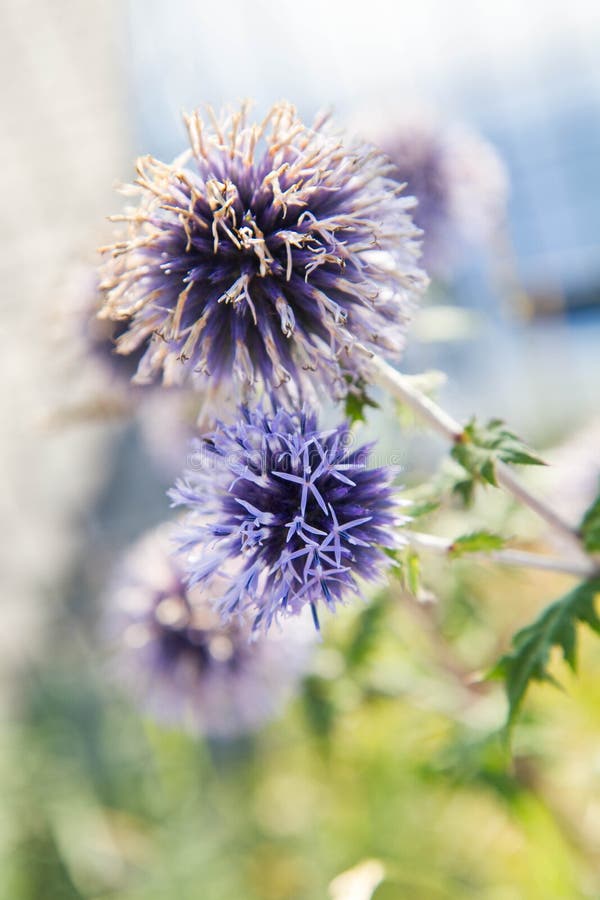 The Globe Thistles Echinops Stock Image - Image of floral, green: 254033527