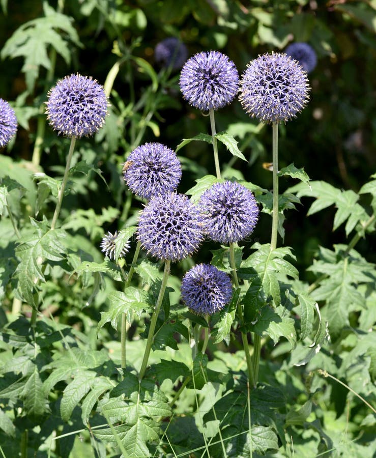 Globe Thistles, Echinops Ritro Stock Photo - Image of wild, globe ...