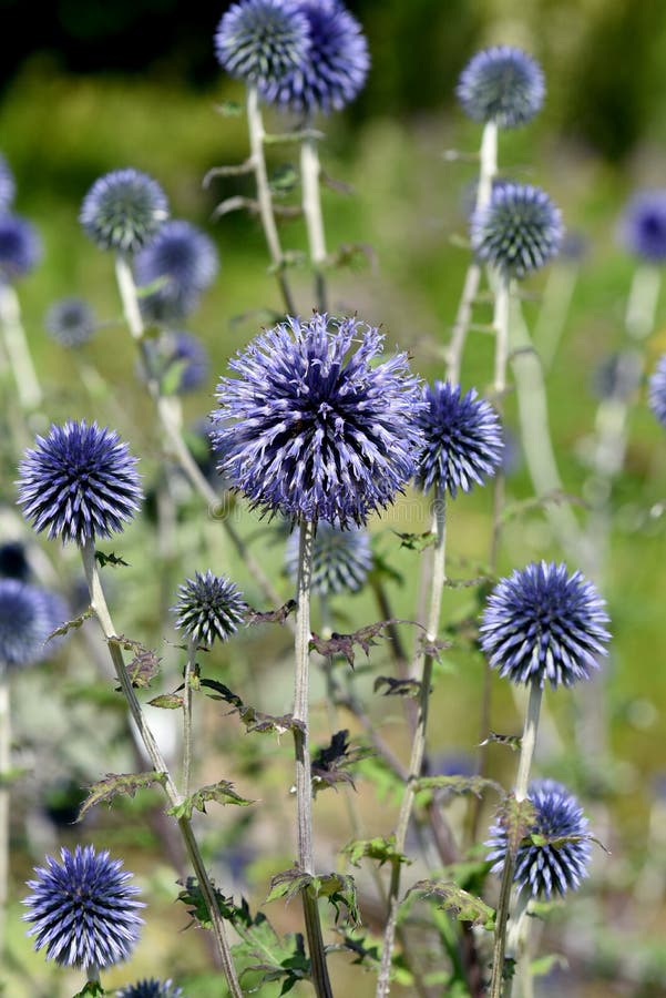 Globe Thistles, Echinops Ritro Stock Image - Image of plant, thistle ...