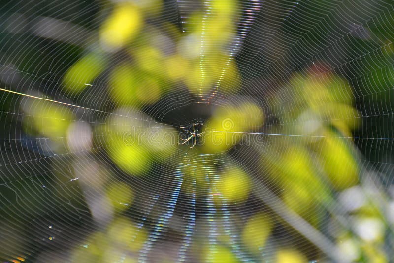 Globe Weaver Spider en Web image stock. Image du jungle - 39997741