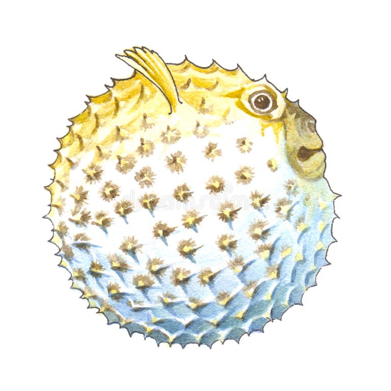 Globefish stock illustration. Illustration of nature - 27633026