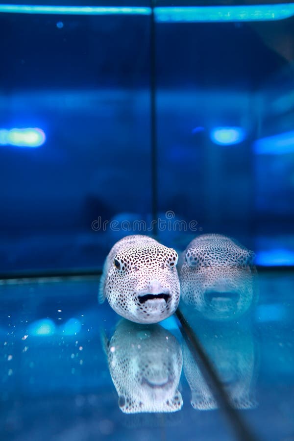 Globefish stock photo. Image of water, fish, seafood, asia - 9232850