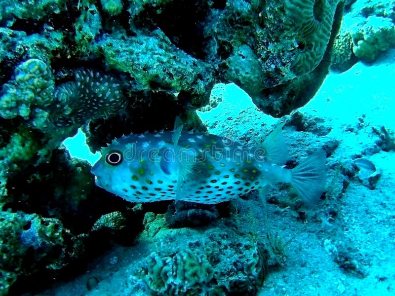 Globefish stock photo. Image of ledge, diving, spire - 60800890