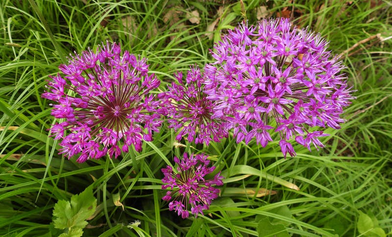 Geophyte Perennials Stock Photos - Free & Royalty-Free Stock Photos ...