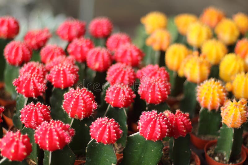 The Globular Cactus with a Red Top. Stock Photo - Image of white ...