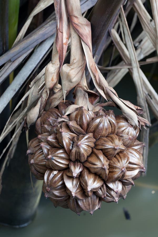 Nipa Palm Fruit stock photo. Image of wild, tree, fruit - 32211342