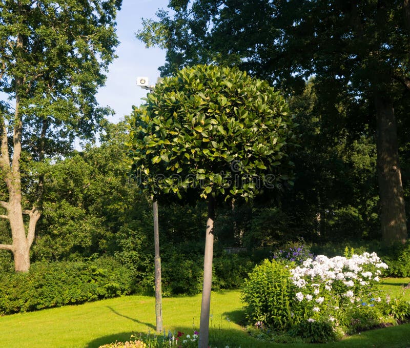 Globular Maple Stock Photos - Free & Royalty-Free Stock Photos from Dreamstime