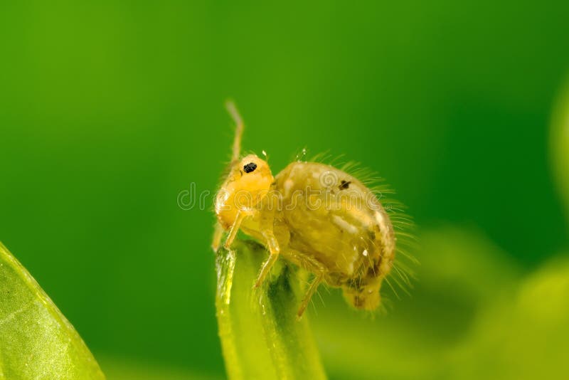 Globular Springtail stock image. Image of herding, leaf - 68808701