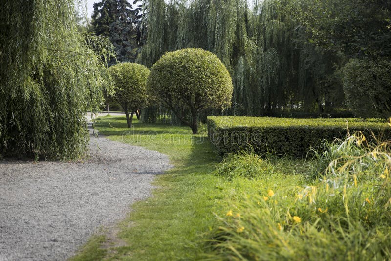 Willow Trees and Weeping Willows Grow Along the Path in the Park Stock ...