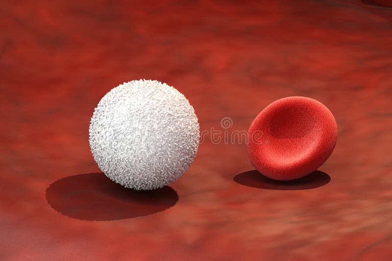 Globules Blancs Avec Les Globules Rouges Illustration Stock ...