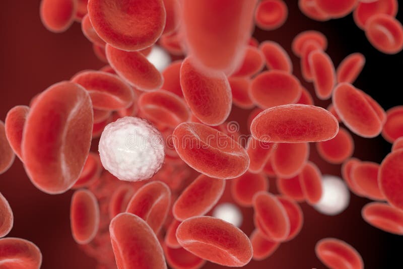 Globules Rouges Humaines Saines Entrant Dans Un Courant Illustration ...