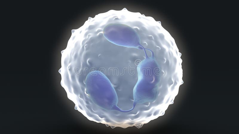 Globules blancs normaux illustration stock. Illustration du rouge ...