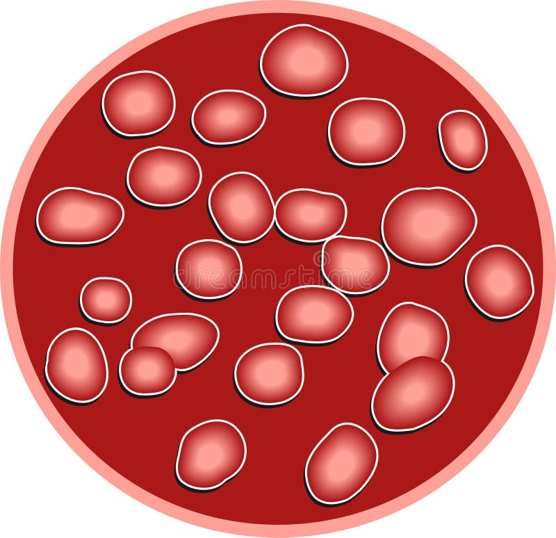 Globules sanguins illustration de vecteur. Illustration du scientifique ...
