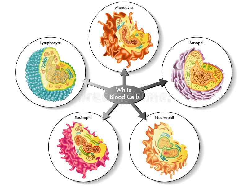 Globuli bianchi illustrazione vettoriale. Illustrazione di linfociti ...