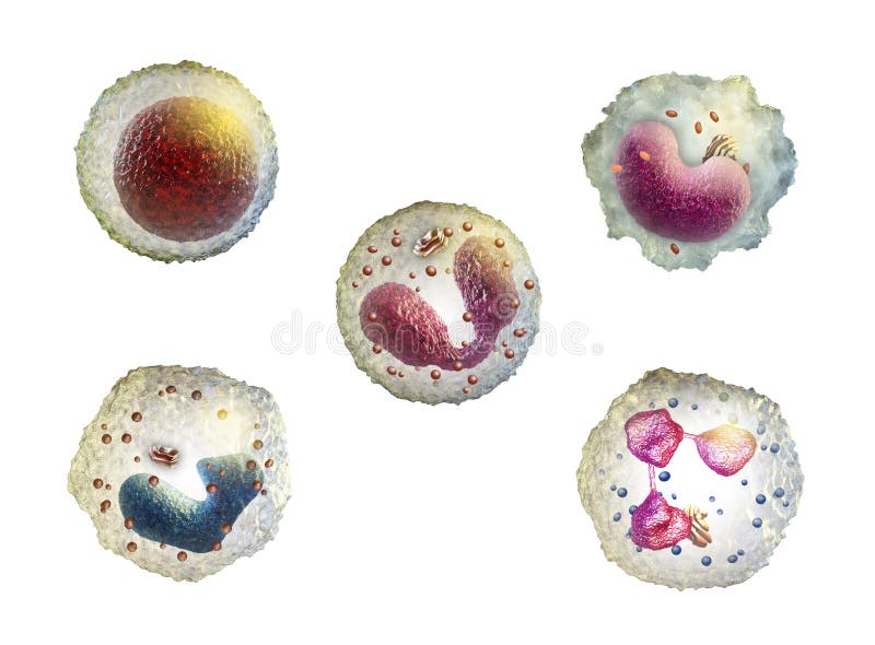 I Linfociti Sono Globuli O Leucociti Bianchi Nell'IMM Umano ...