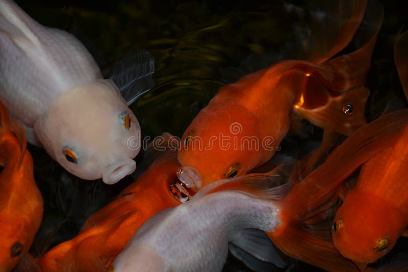 Glodfish stock image. Image of glodfish, tail, animals - 59076967