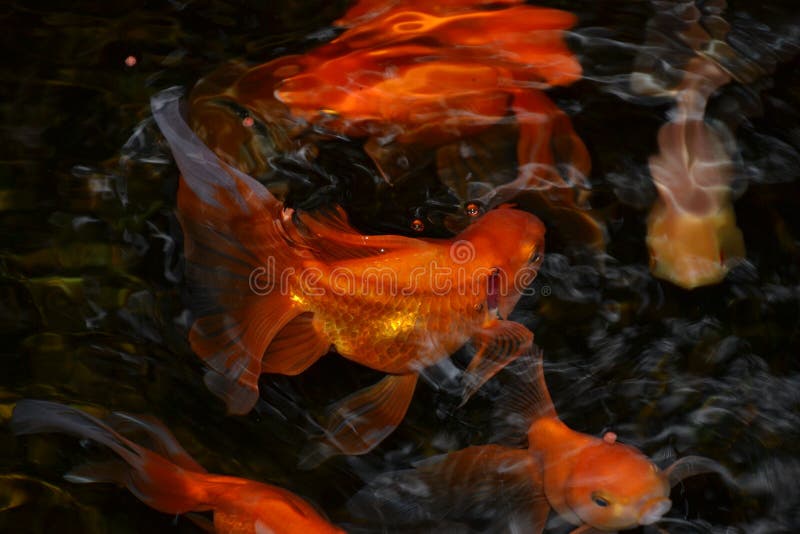 Glodfish stock image. Image of pond, marsh, organism - 59076973
