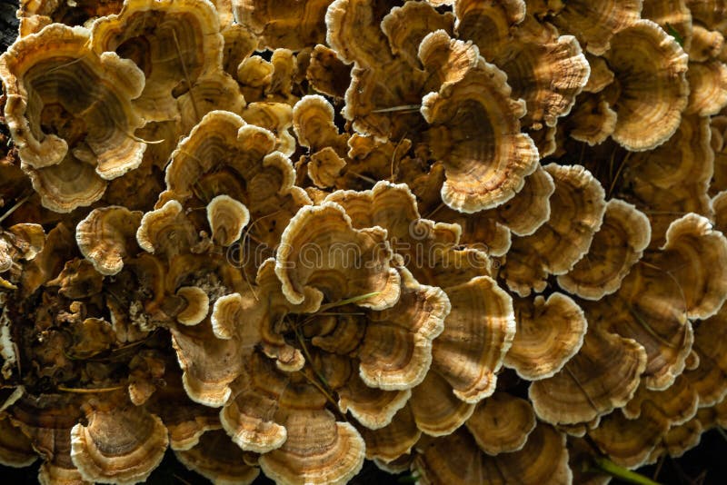 Gloeophyllum Sepiarium Mushroom on the Tree into the Forest. Rusty ...