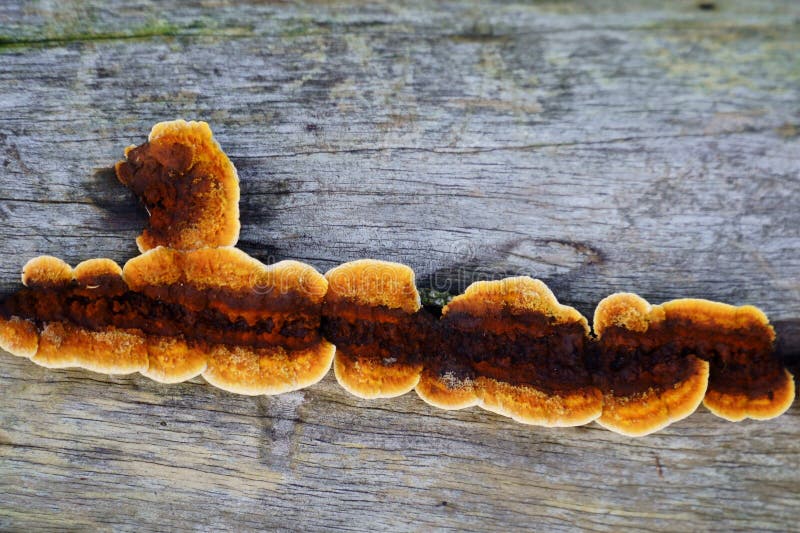 Gloeophyllum Sepiarium Mushroom on the Tree into the Forest. Rusty ...