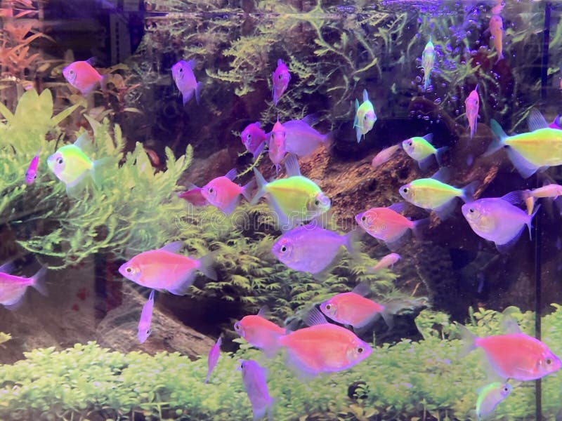 GloFish in Aquarium stock image. Image of continuously - 321607341