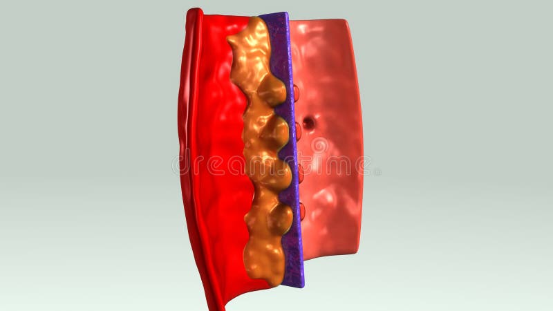 Glomérule illustration stock. Illustration du rein, anatomique - 84226413