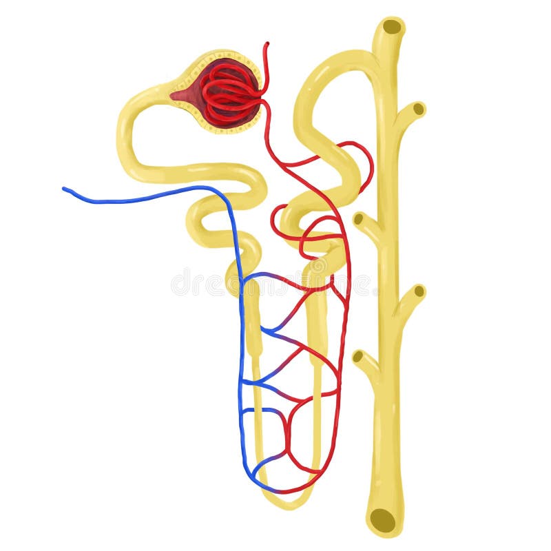 The nephron in the kidney. stock illustration. Illustration of medulla ...
