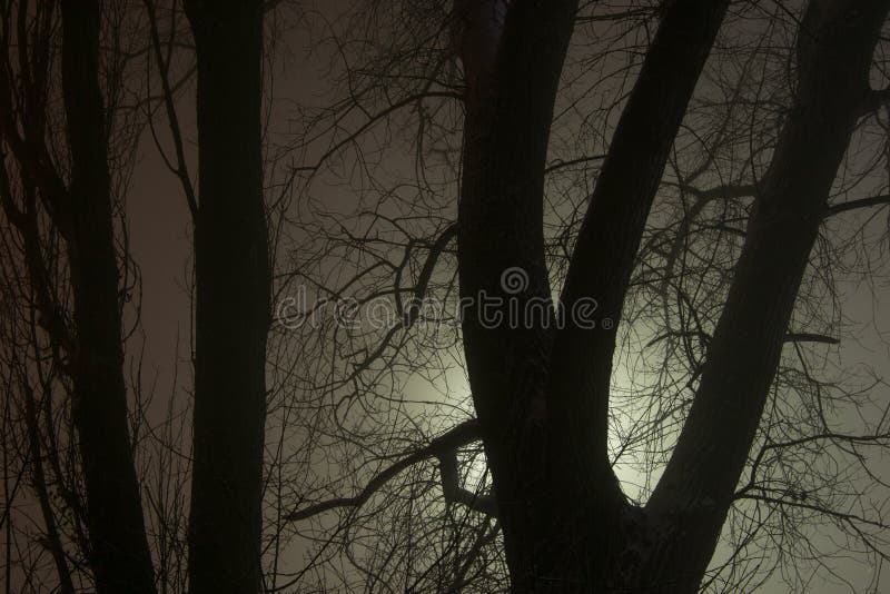 Gloom Branches of Tree in the Fog Stock Photo - Image of dark, branch ...