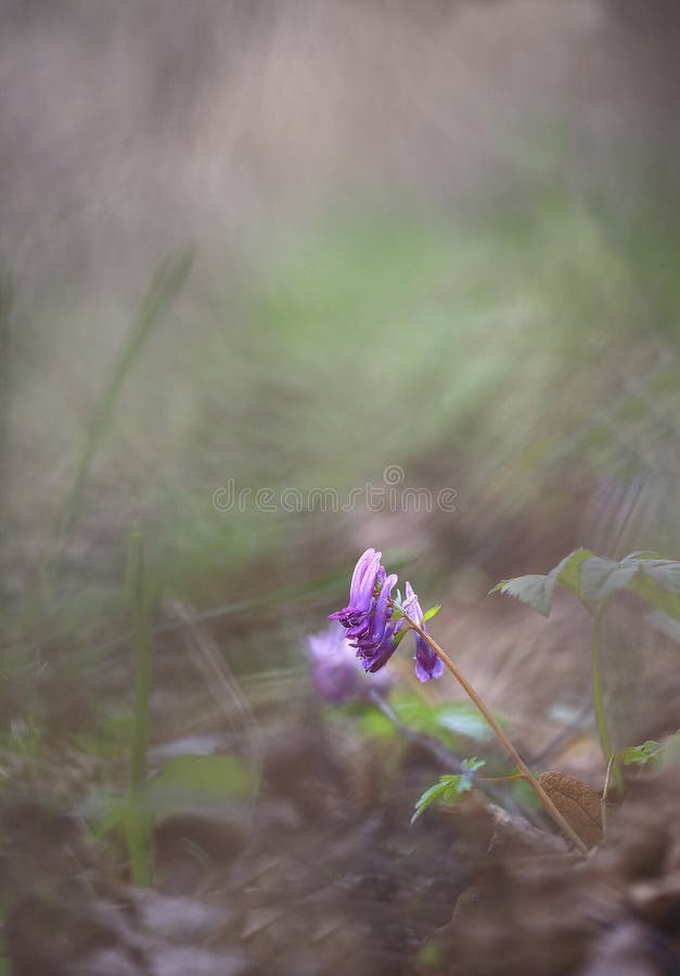 In the gloom. stock image. Image of early, white, macro - 107458433