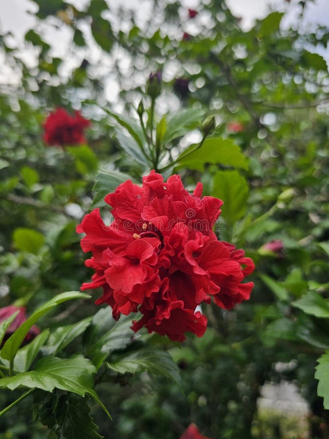 A gloom red flower stock image. Image of plant, leaf - 374213655
