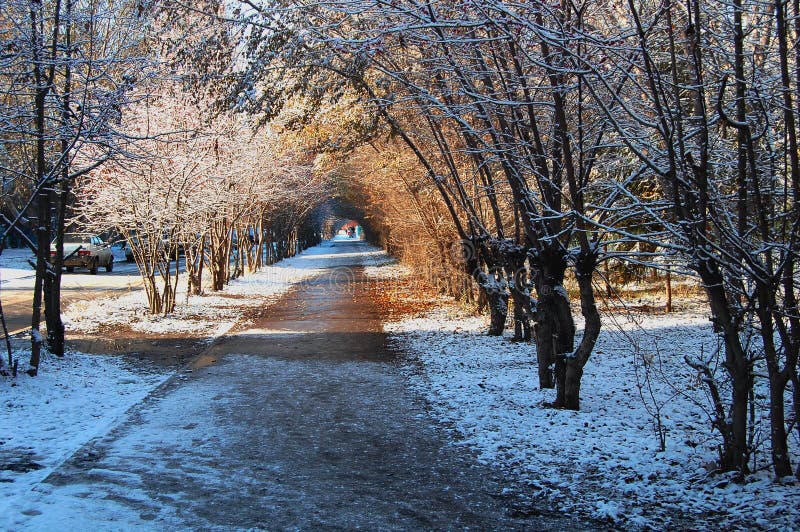 Gloomy autumn, stock image. Image of plants, gloomy, autumn - 41264785