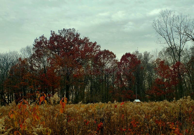 Gloomy Autumn Days stock photo. Image of branch, days - 240073532