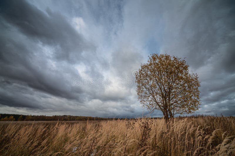 Gloomy autumn landscape stock image. Image of branch - 73269115