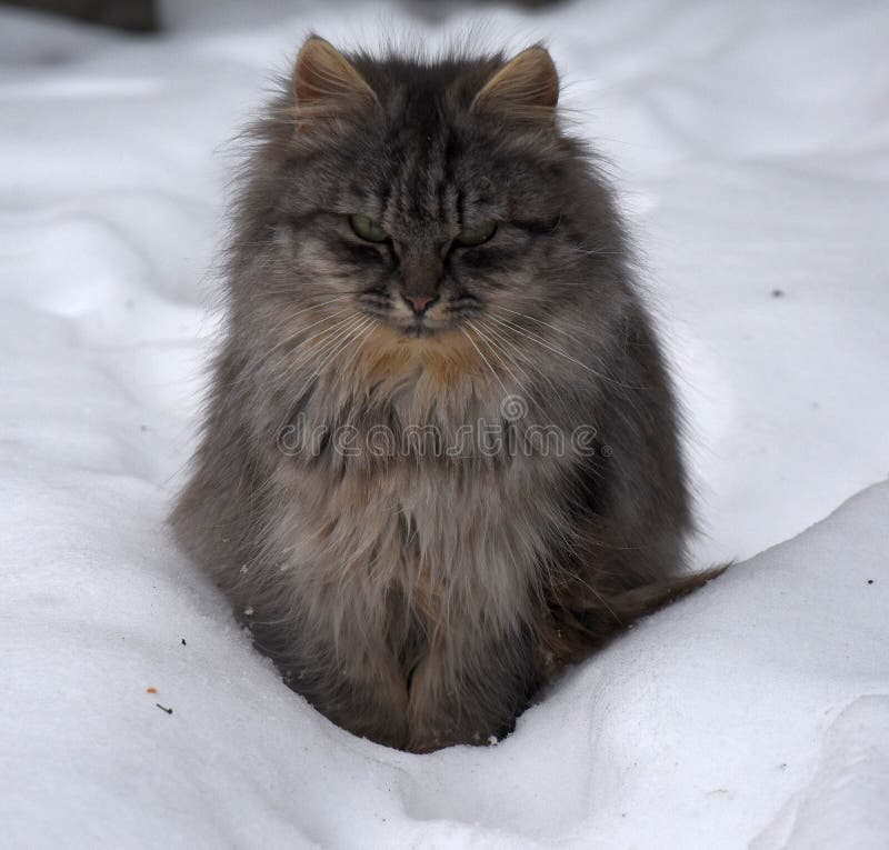 Gloomy cat on the snow stock image. Image of closeup - 109539361