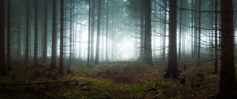 Gloomy and dark forest stock image. Image of haze, spruces - 45691607