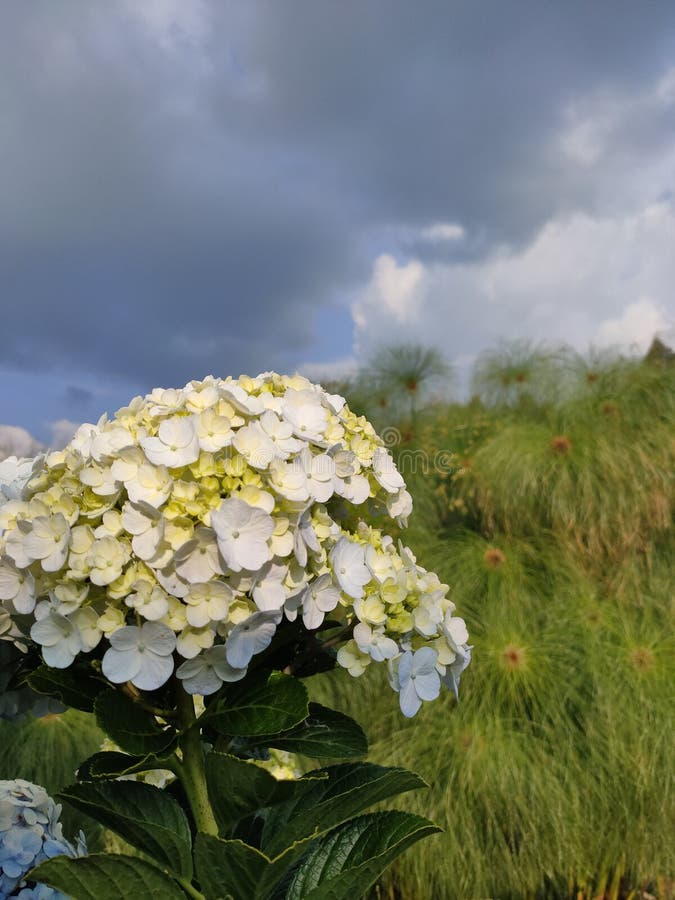 Gloomy Day with Beautiful Flowers Stock Image - Image of grass, tree ...