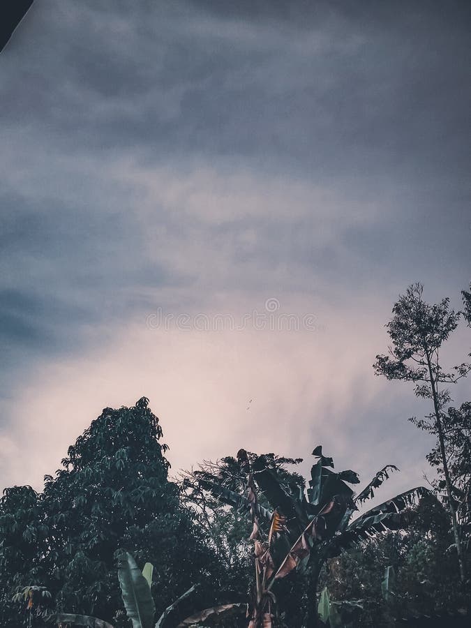 Gloomy Days with Trees Views Stock Image - Image of gloomy, views ...