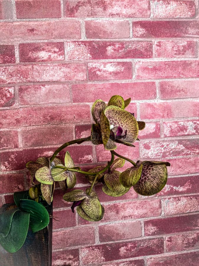 Gloomy Flower in Rainy Season Stock Photo - Image of season, rainy ...