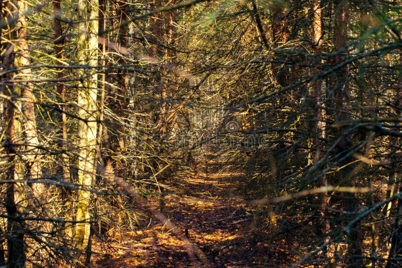 Ugly Spruce Trees Stock Photos - Free & Royalty-Free Stock Photos from ...