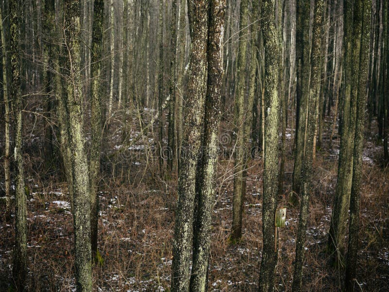 Gloomy Forest Filled With Dim Light Stock Image - Image of green ...
