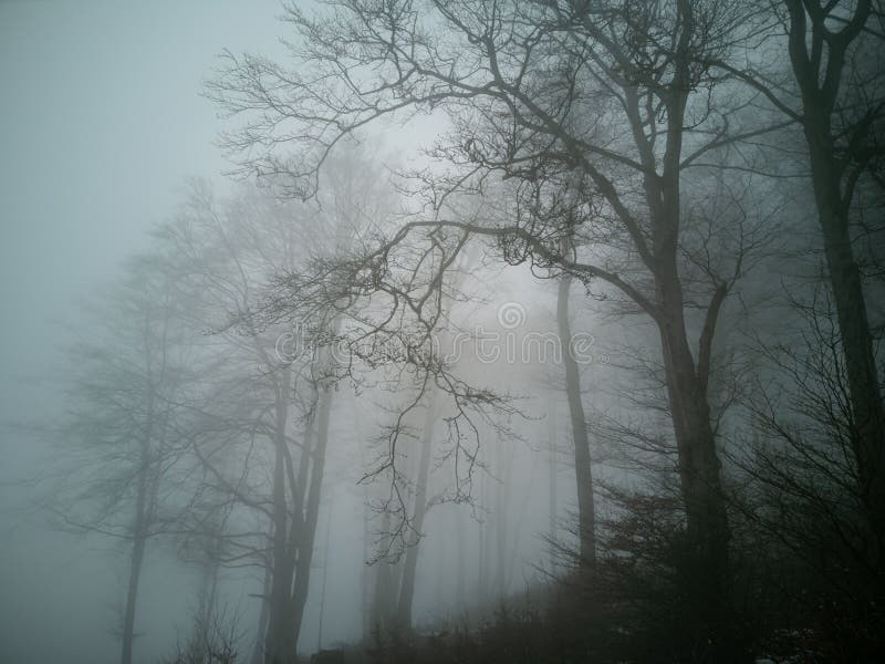 Gloomy Forest with the Thin, Leafless Branches of Spooky Trees Hanging ...
