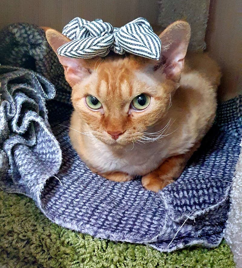 Gloomy Ginger Cat Disgruntled Bow Tie Stock Image - Image of nose, look ...