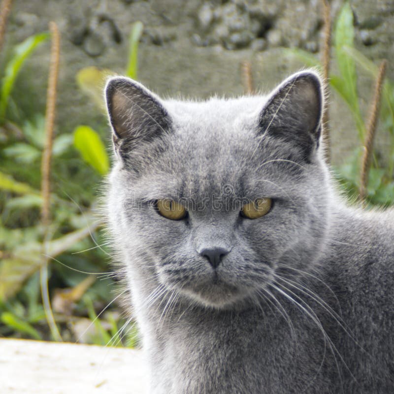 Gloomy gray cat outdoors stock photo. Image of yellow - 35423102