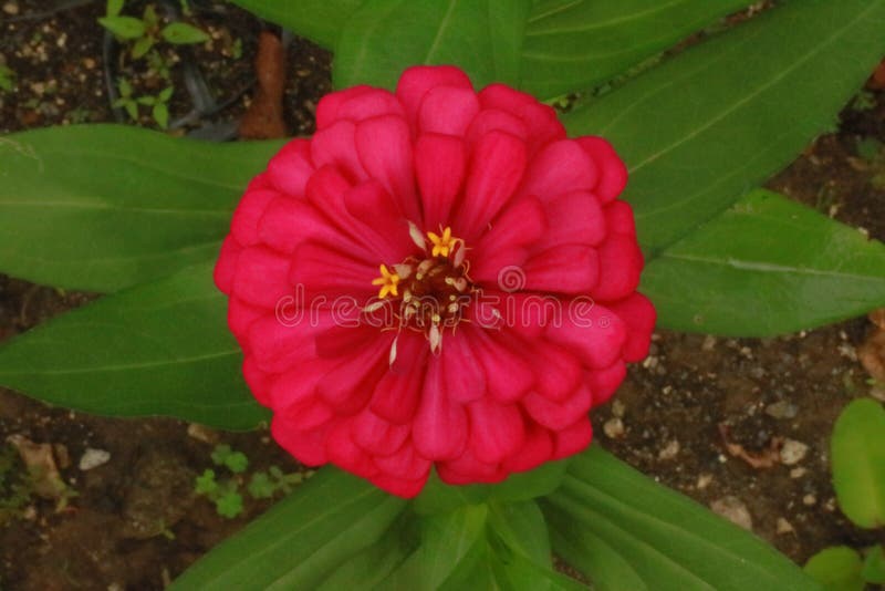 Gloomy Krisan Bloody Red Flower Stock Photo - Image of flower, gloomy ...