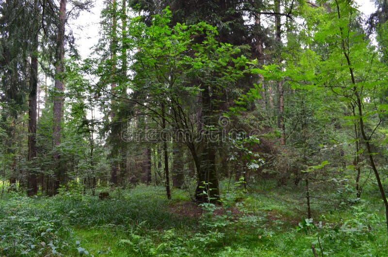 Mixed Forests in the North. Stock Image - Image of tree, woodland ...