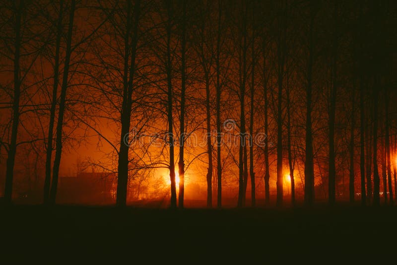 A Gloomy Park in the Fog in the Fall. Fog in the Park - Trees in a Haze ...